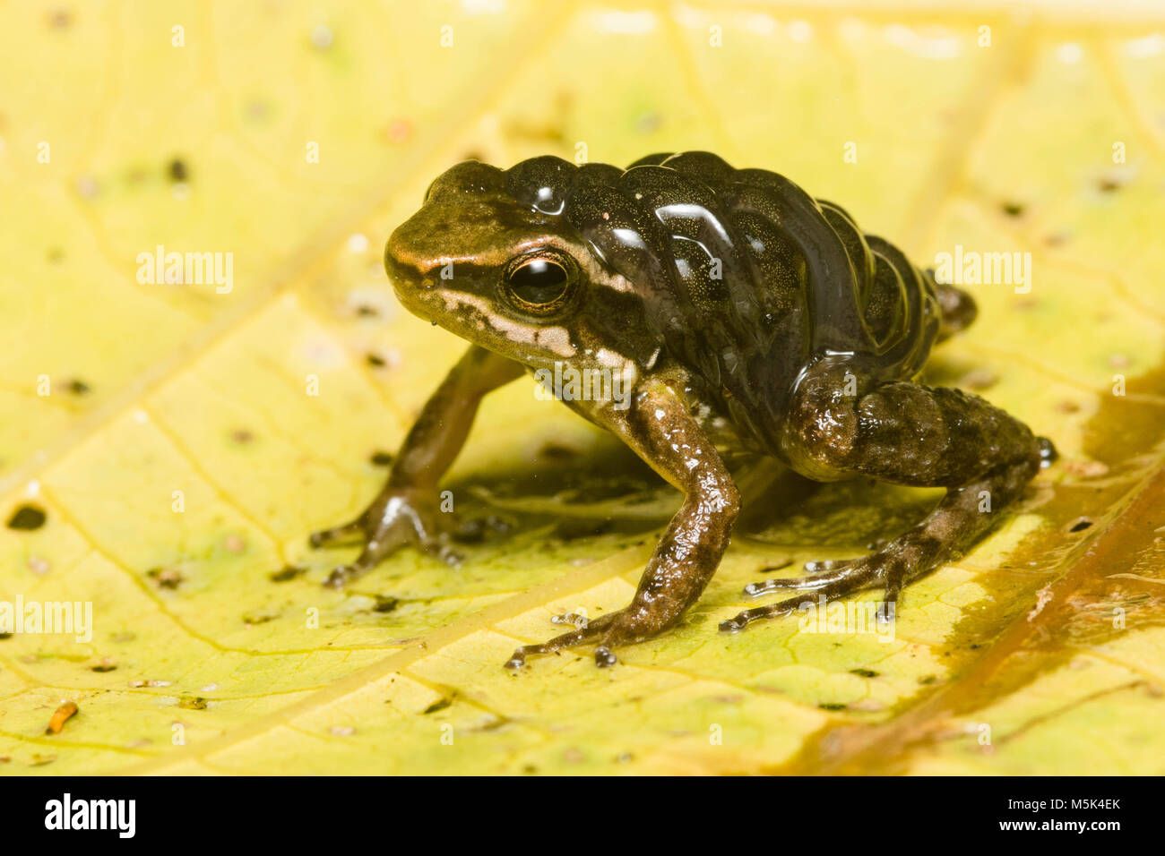 Chimbo rocket frog hi-res stock photography and images - Alamy