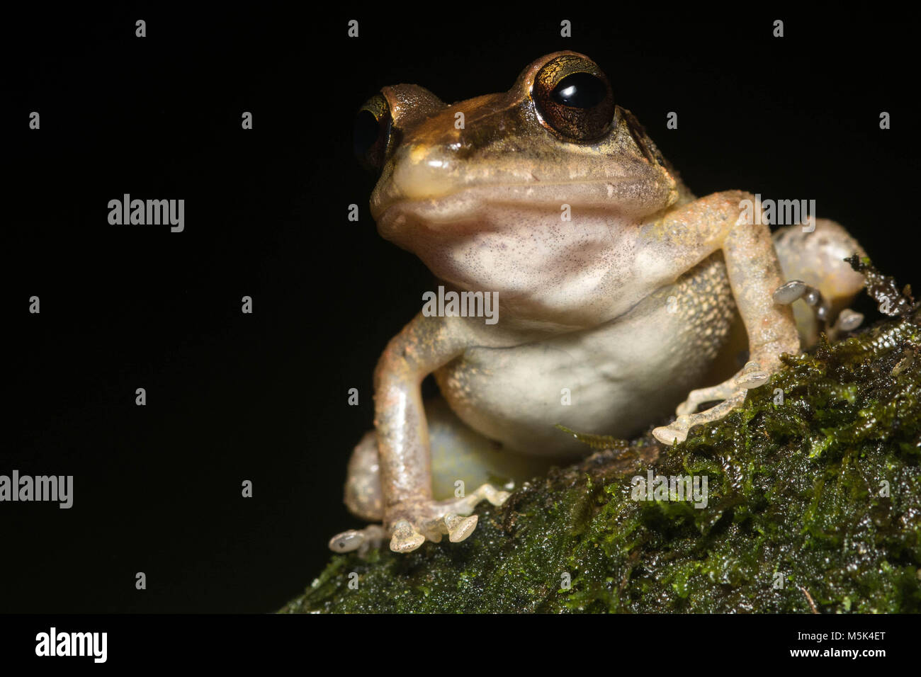 A Pristimantis species frog from Southern Ecuador Stock Photo - Alamy