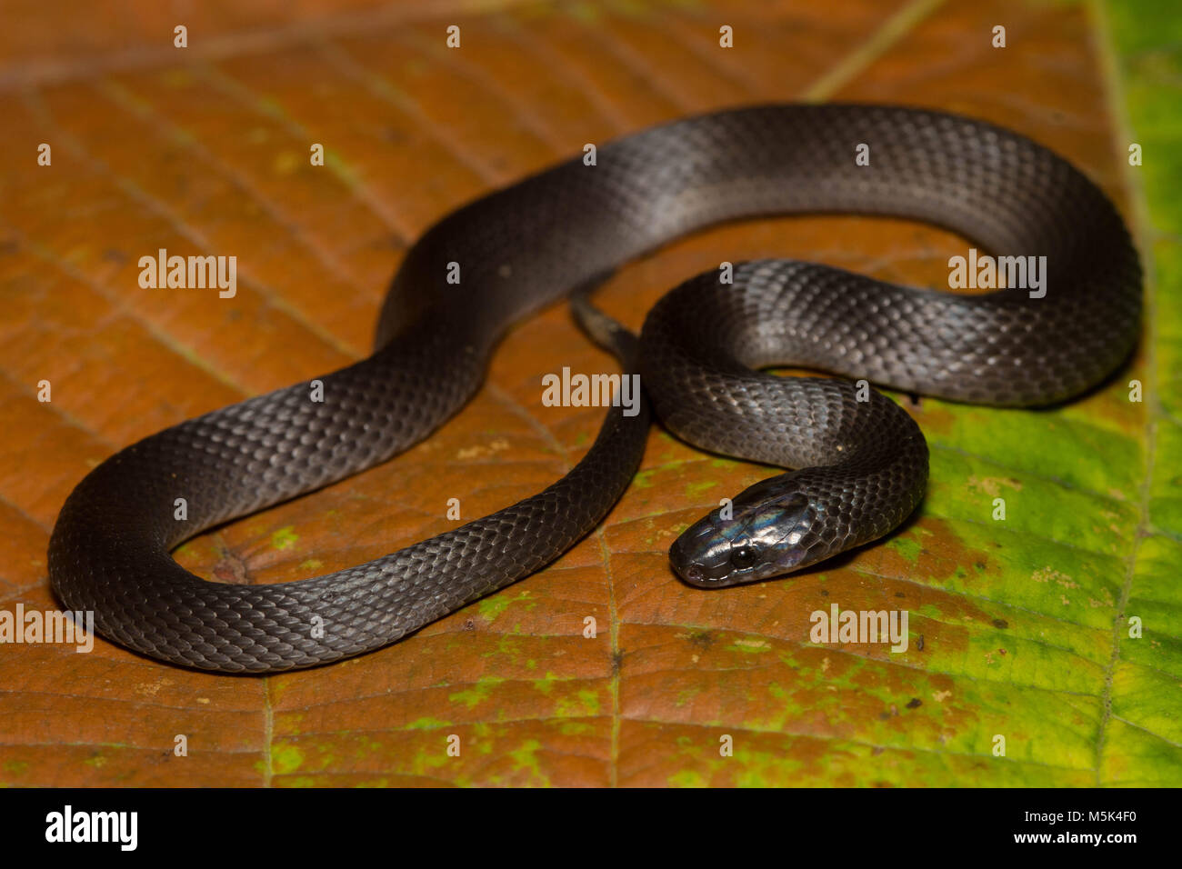 A small and harmless species of snake from Ecaudor. This is a coffee ...