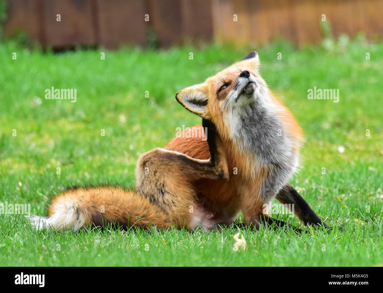 A red fox, Vulpes vulpes, sitting on a lawn in front of a barn ...