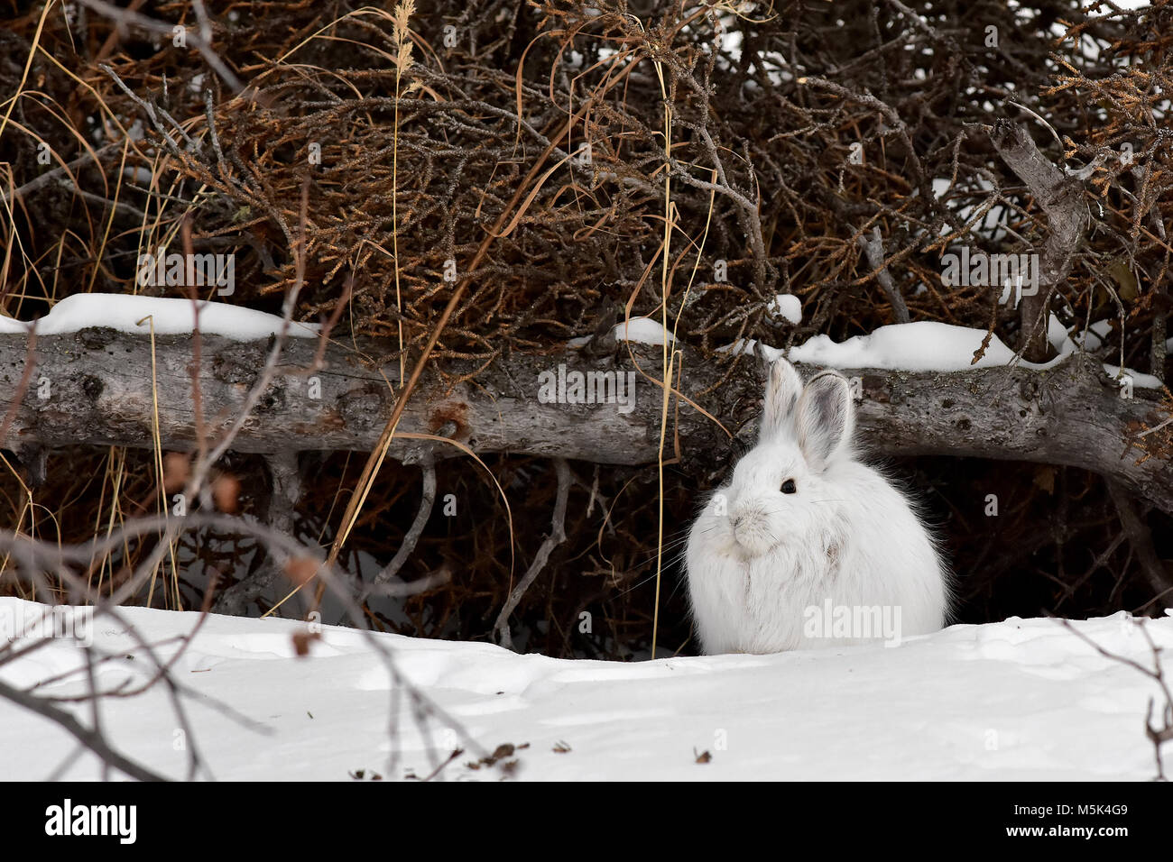 A snowshoe hare sits outside its den on a snowy Alaska afternoon Stock ...