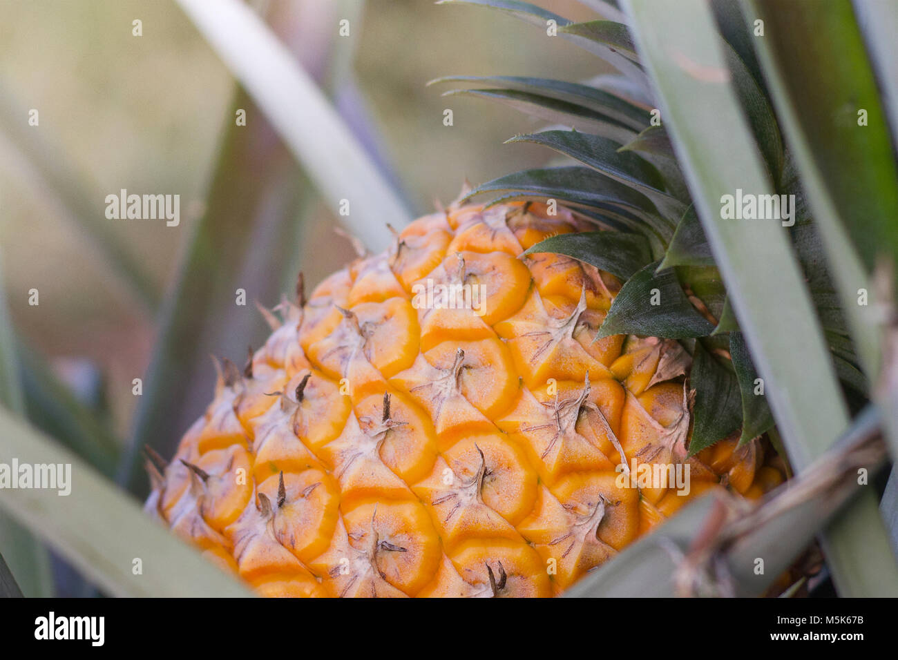 Sweet pineapple planted in the garden, Tropical fruit Stock Photo - Alamy