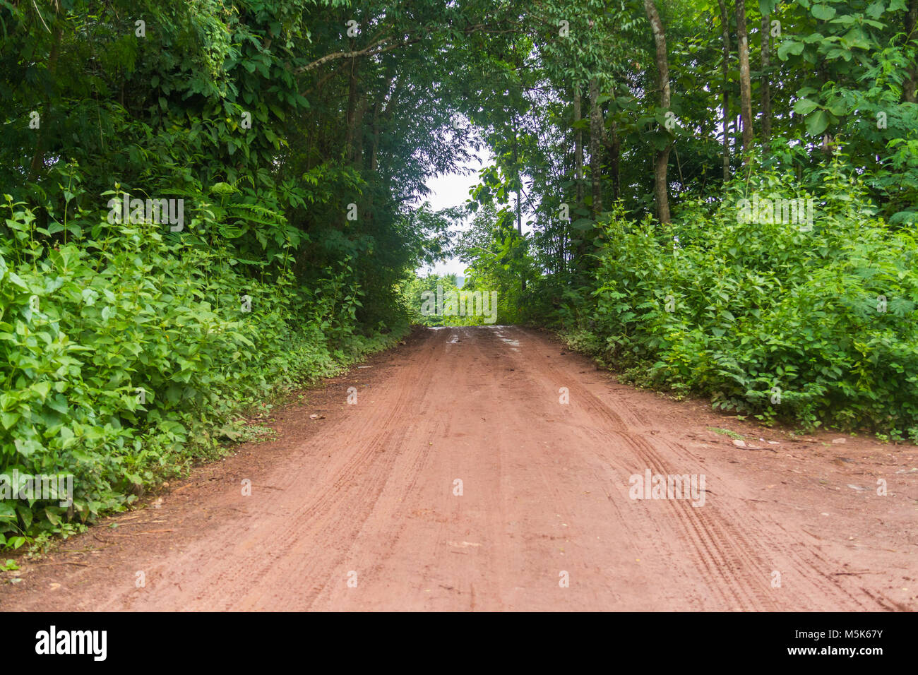 Rural Road in the Rainy Season Stock Photo - Alamy