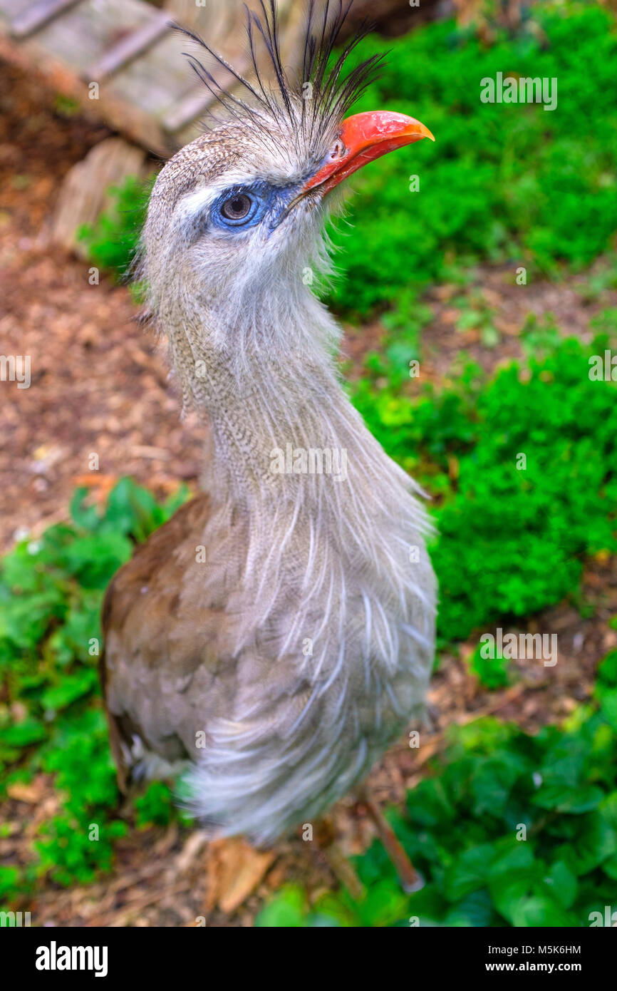Red legged seriama hi-res stock photography and images - Alamy