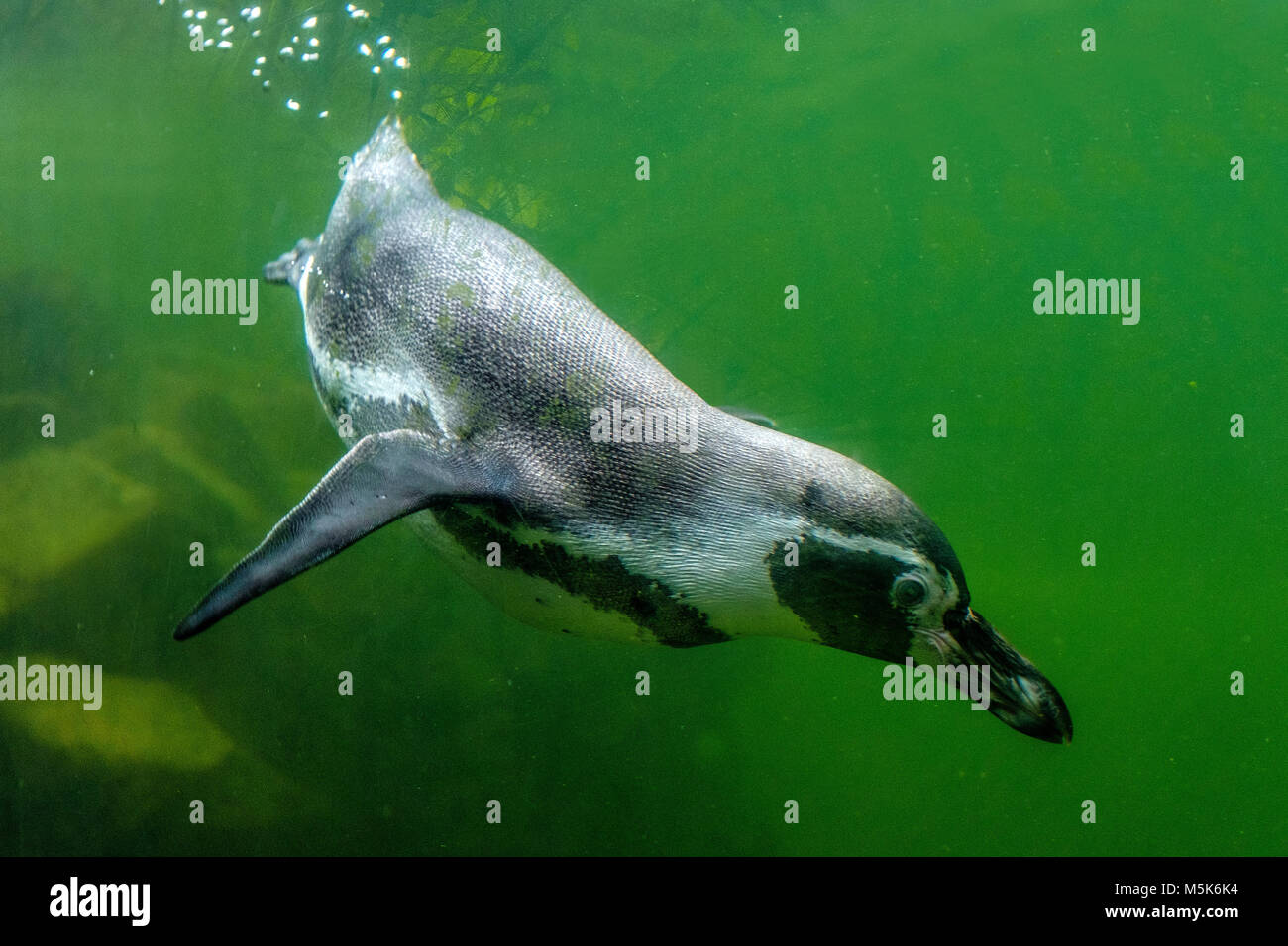 Single Humboldt penguin known also as Peruvian penguin or Patranca in a ...