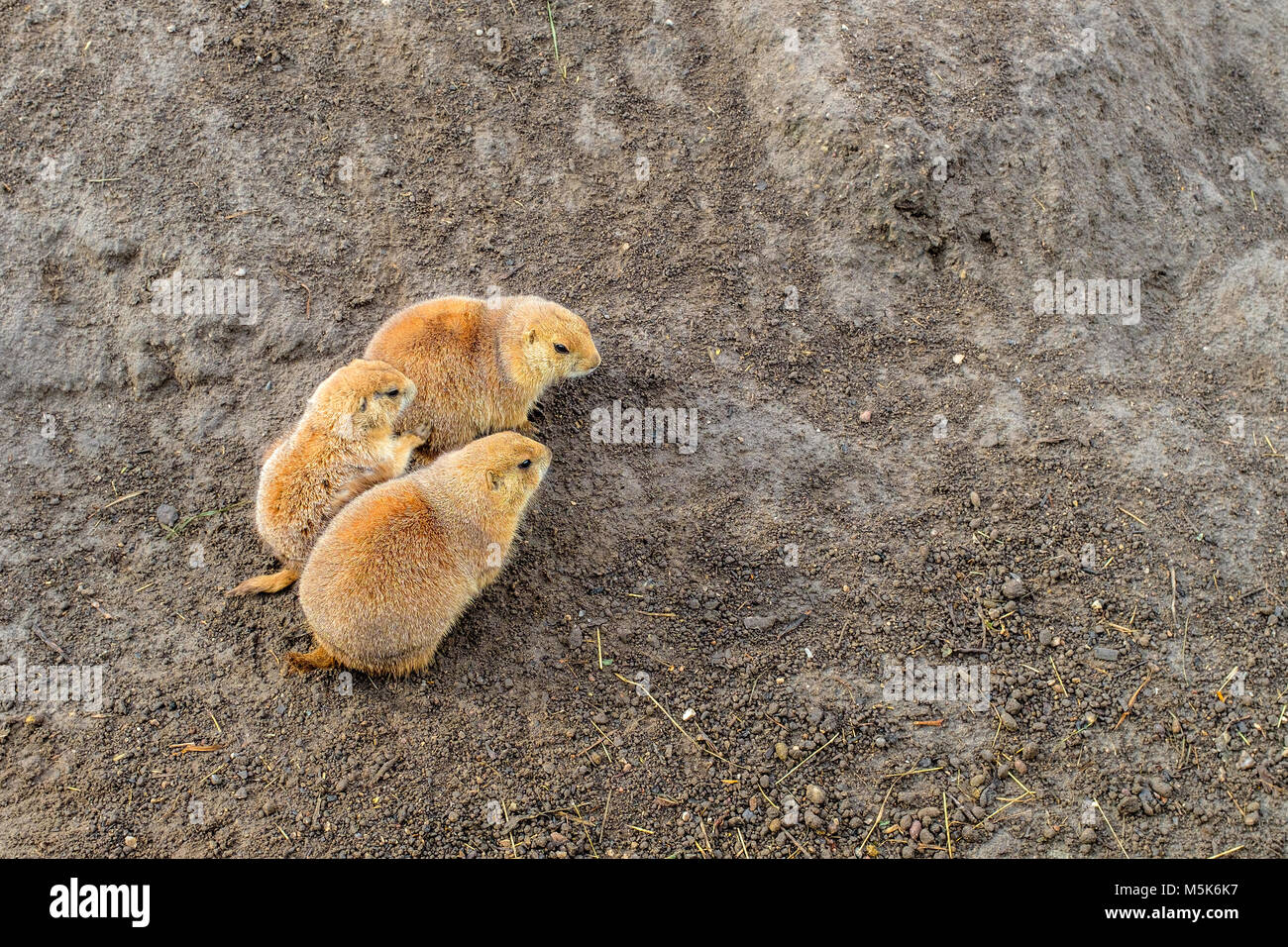 North american prairie garden hi-res stock photography and images - Alamy