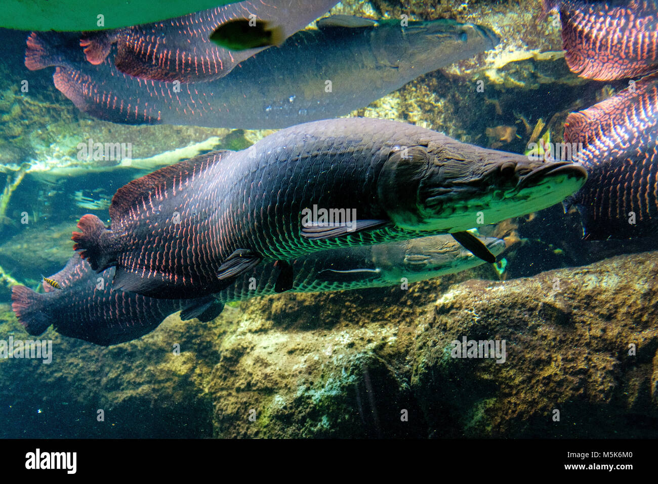 Arapaima Gigas Aquarium
