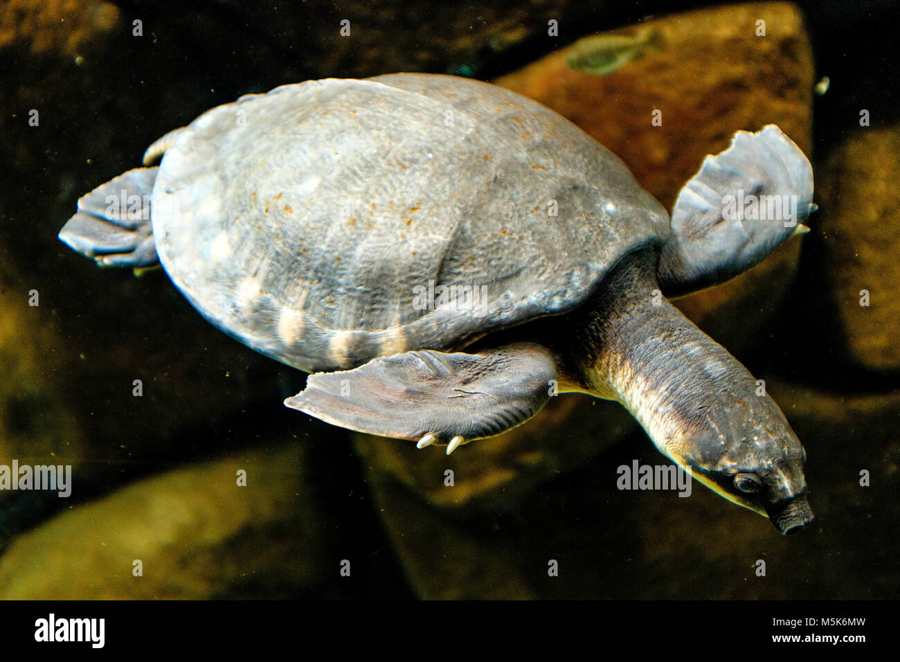 Pig-nosed turtle also known as Pitted-shelled turtle or Fly River ...