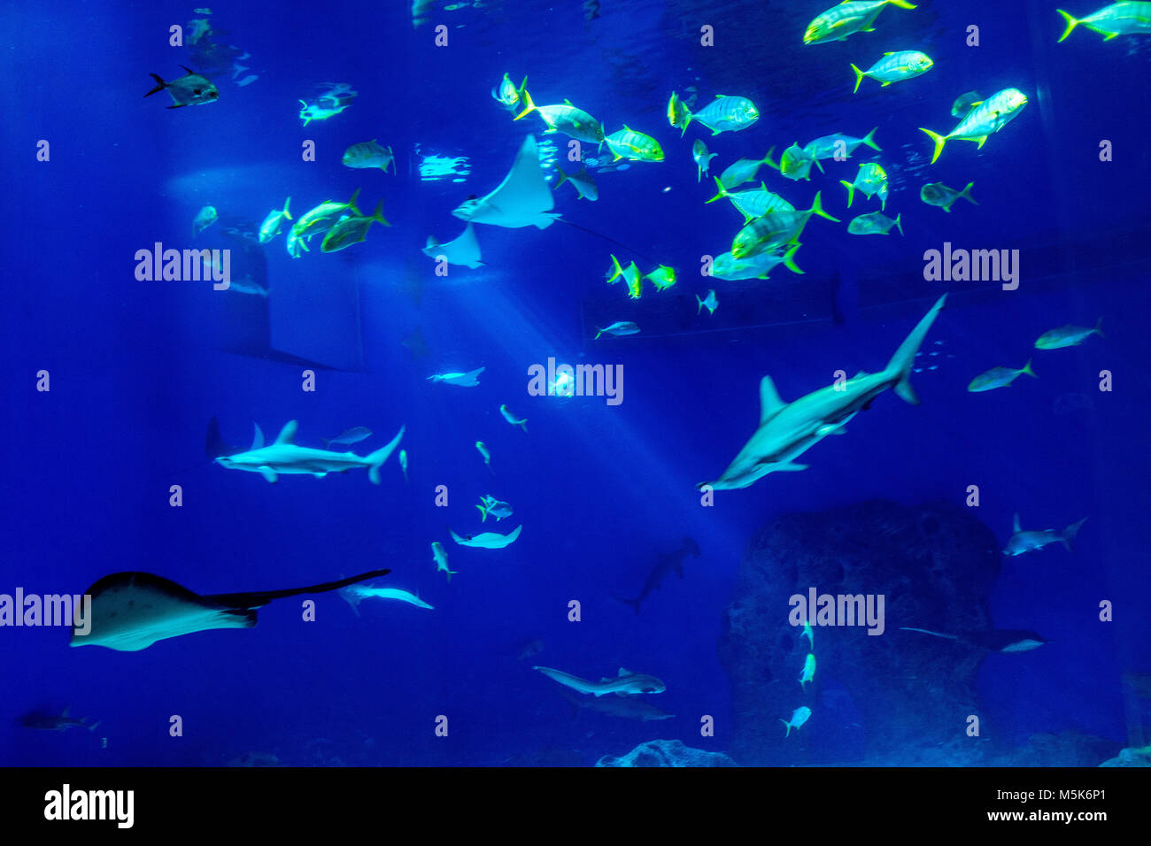 Large scale sealife oceanarium with many species of underwater animals ...
