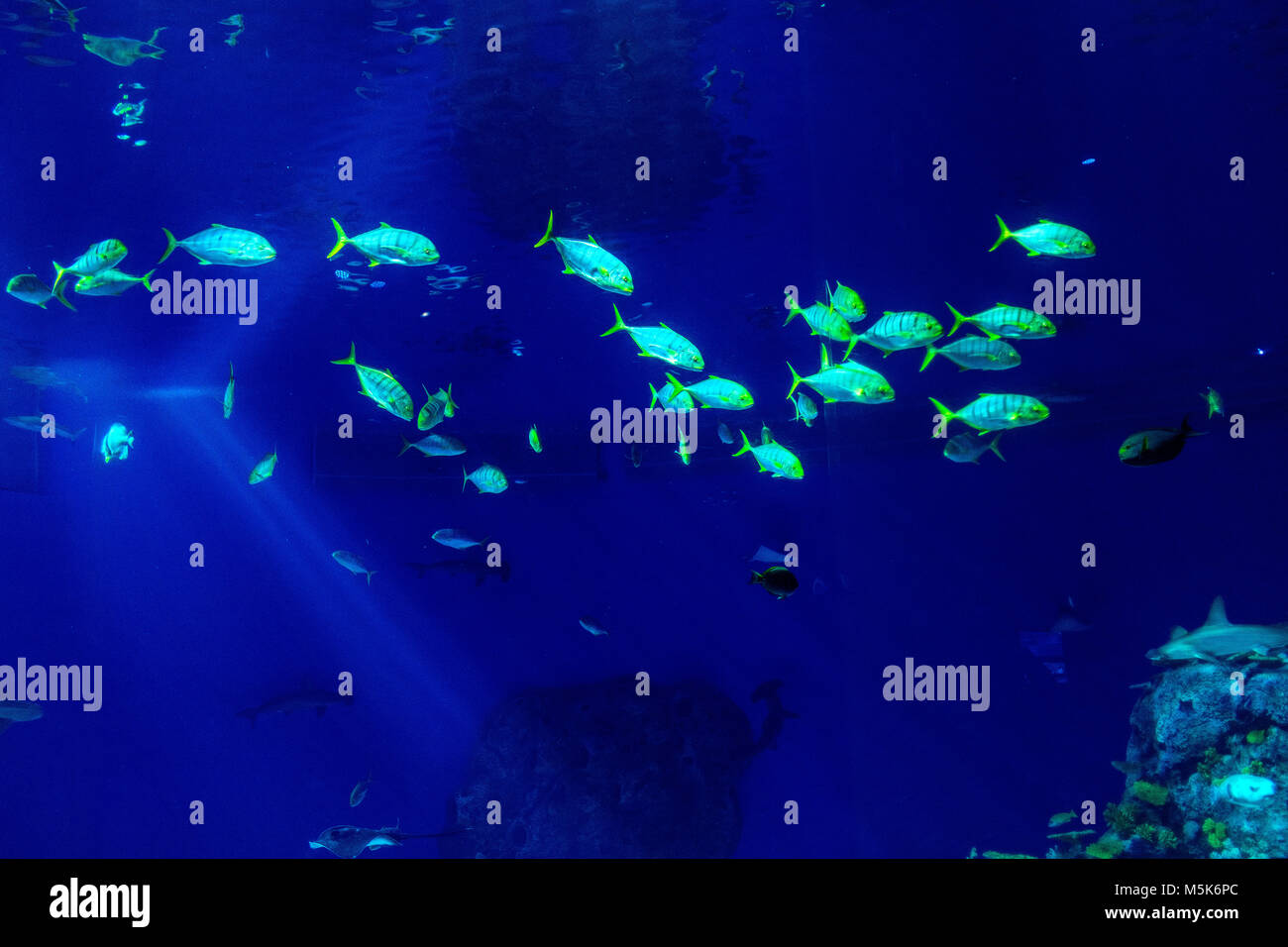 Large scale sealife oceanarium with many species of underwater animals ...