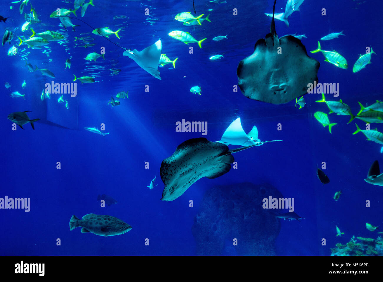 Large scale sealife oceanarium with many species of underwater animals ...