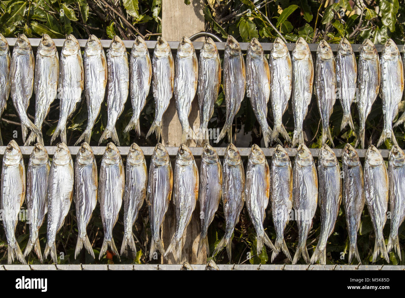 fish to dry in the sun Stock Photo - Alamy