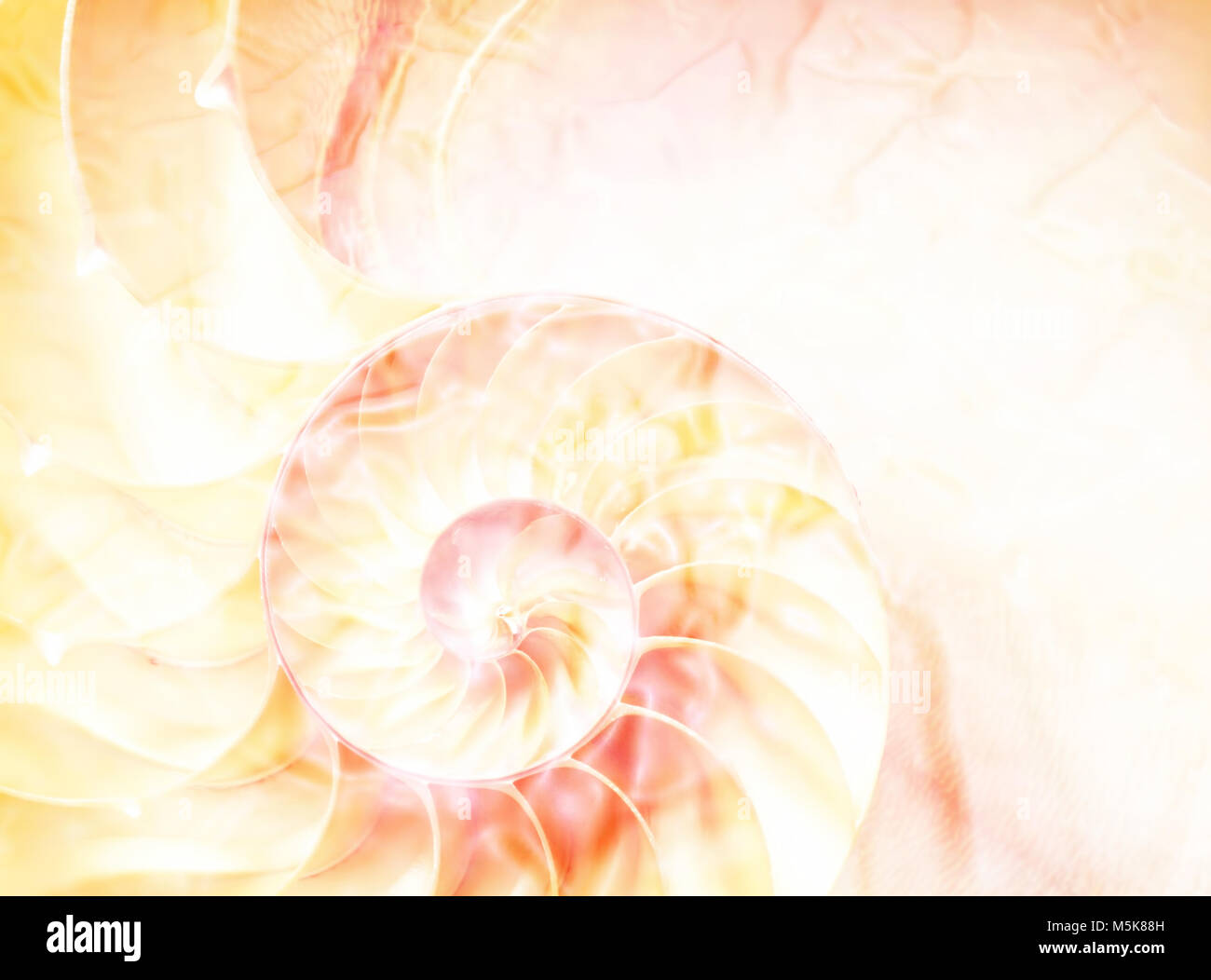 Spiral seashell closeup hi-res stock photography and images - Alamy