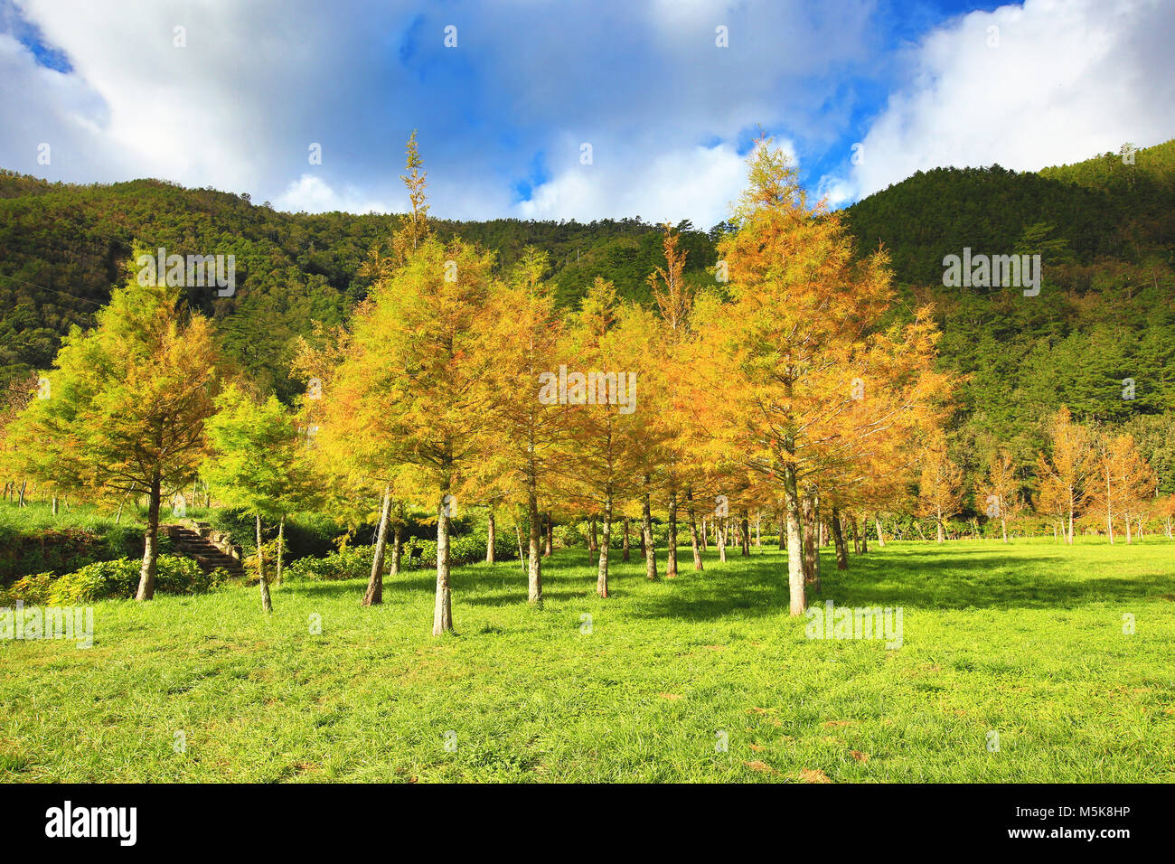 Bald cypress trees,many beautiful colorful trees growing on the field ...