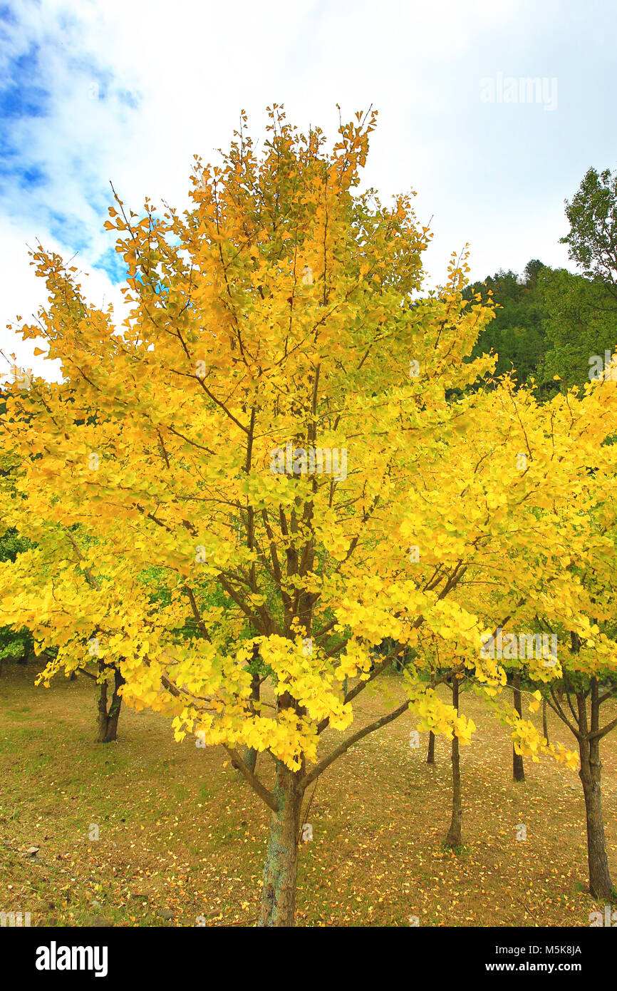 Beautiful scenery of yellow Ginkgo trees in autumn,Maidenhair trees ...