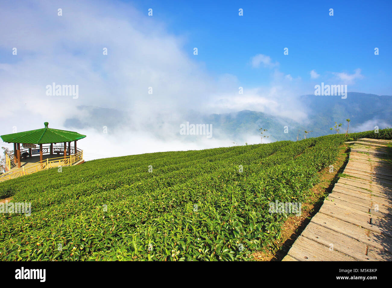 Beautiful landscape of tea plantation with arbor and path in a sunny ...