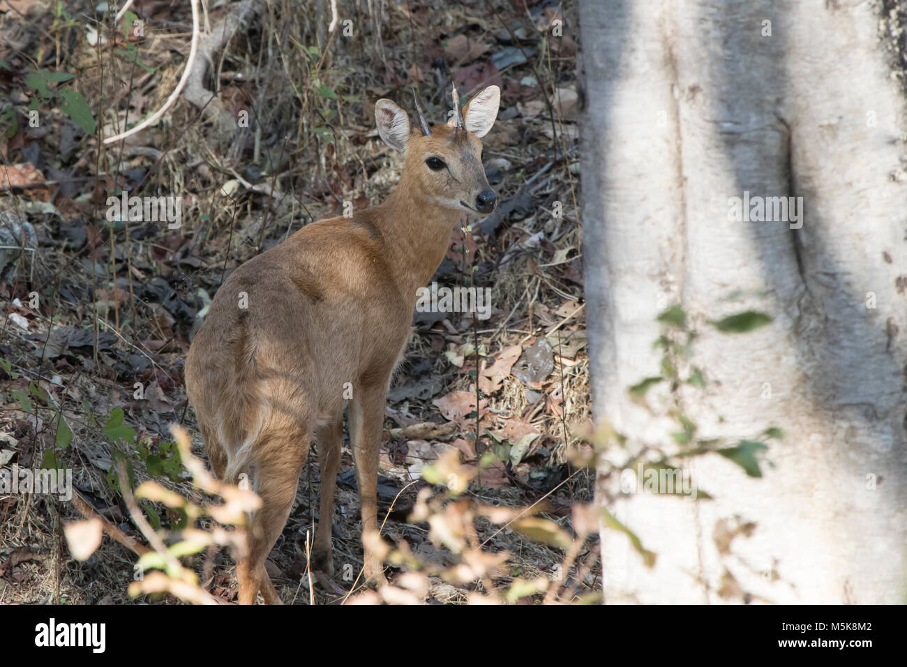 Four horned antelope tetracerus quadricornis hi-res stock photography ...