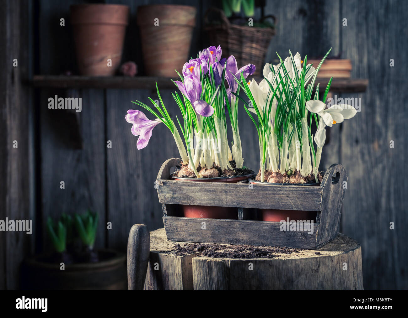 Closeup of colourful hyacinth in an old wooden box Stock Photo - Alamy