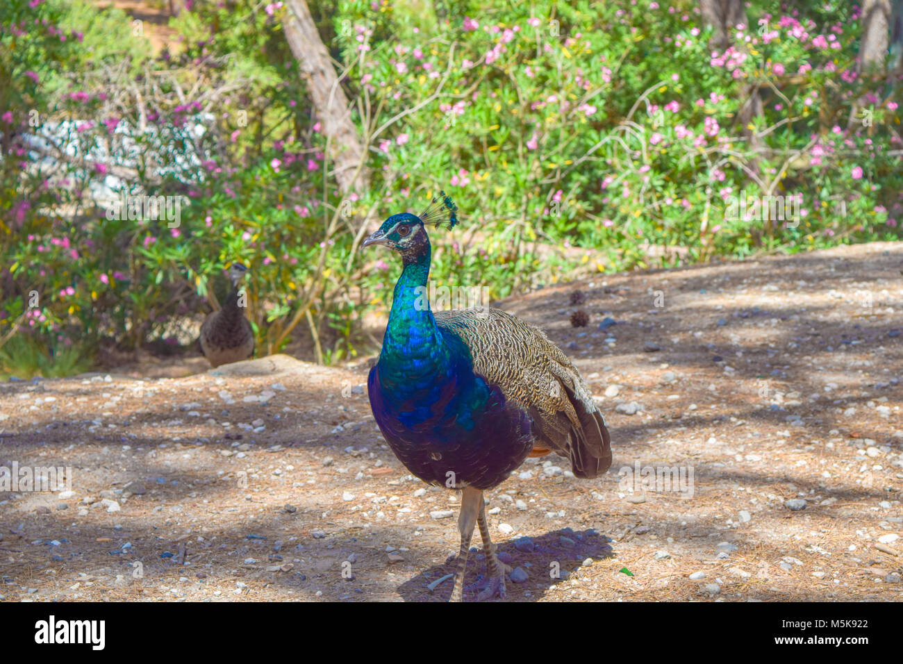 Peacock in the forest hi-res stock photography and images - Alamy
