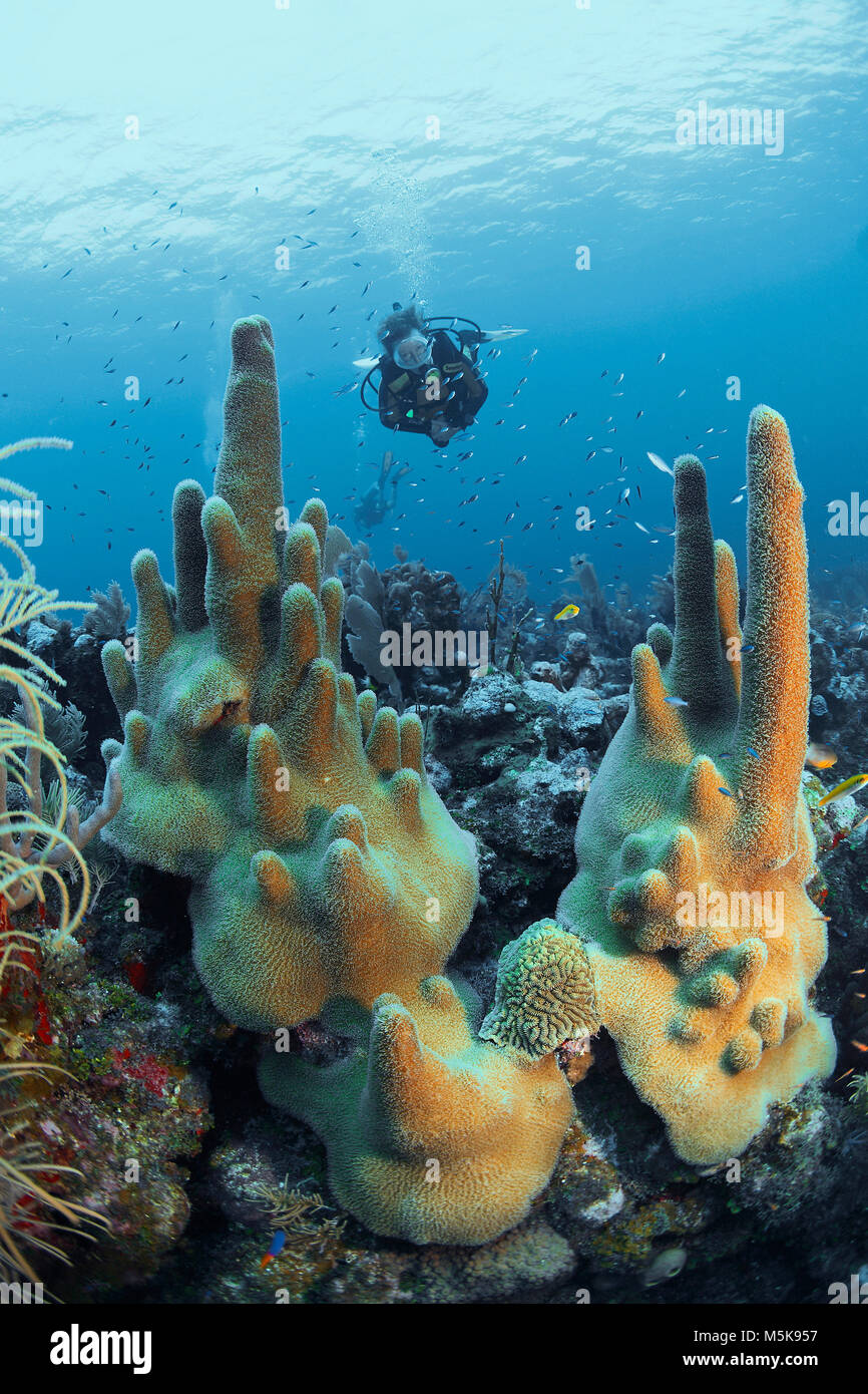 Scuba diver at a Pillar coral (Dendrogyra cylindrus), caribbean coral ...