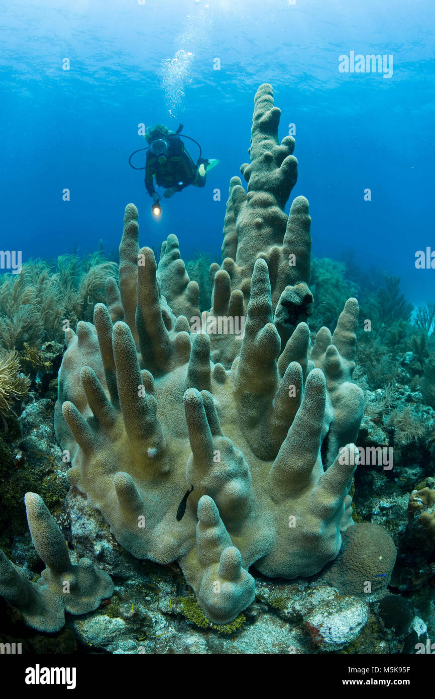 Scuba diver at a Pillar coral (Dendrogyra cylindrus), caribbean coral ...