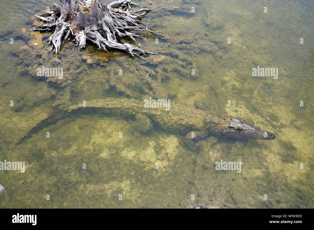 Crocodil zone, Saltwater crocodile (Crocodylus porosus) at Punta Sur ...