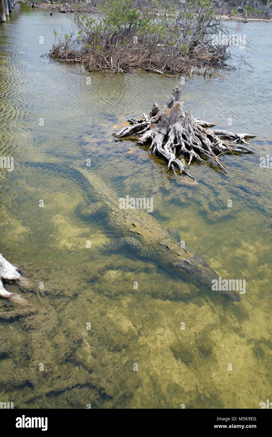 Crocodil zone, Saltwater crocodile (Crocodylus porosus) at Punta Sur ...
