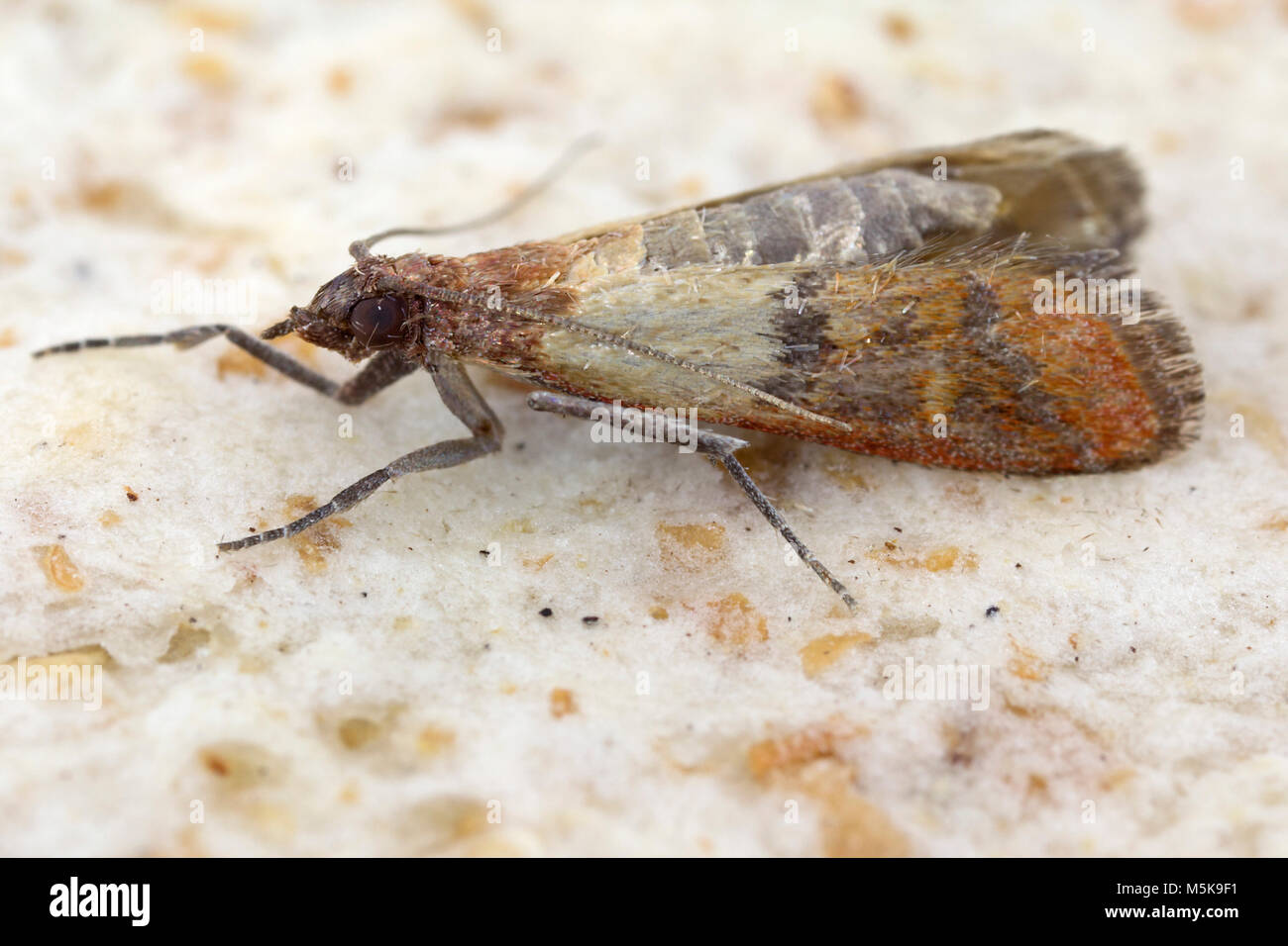 Indian mealmoth or Indianmeal moth Plodia interpunctella of a pyraloid ...