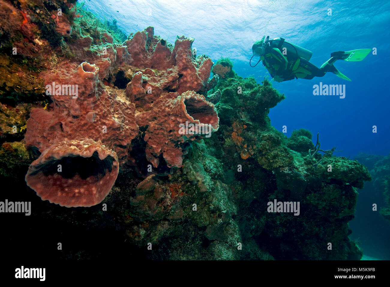 Scuba divers at a caribbean coral reef with giant barrel sponge ...