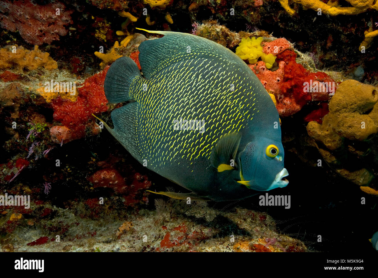 Kaiserfisch unter wasser hi-res stock photography and images - Alamy