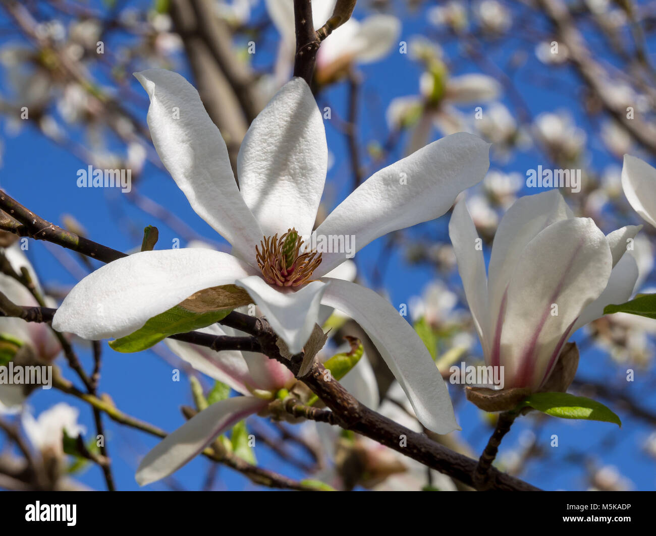 Magnolia grandiflora young hi-res stock photography and images - Alamy
