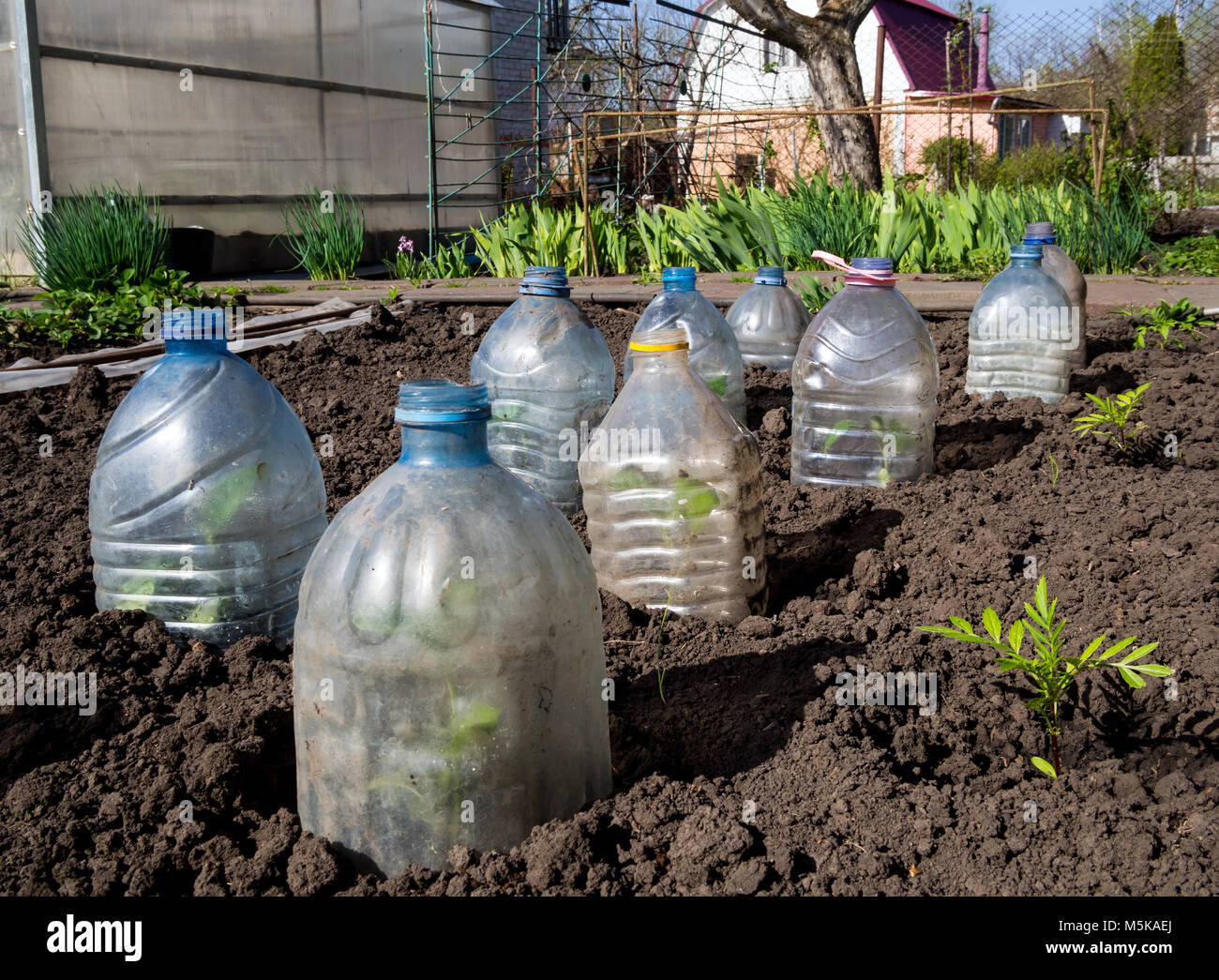 Young shoots are covered with caps made of plastic bottles Stock Photo ...