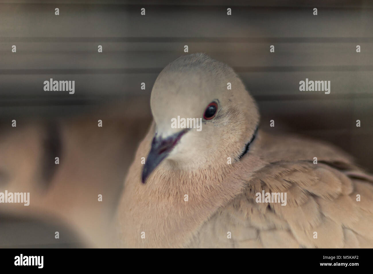 Dove Head Detail Stock Photo - Alamy