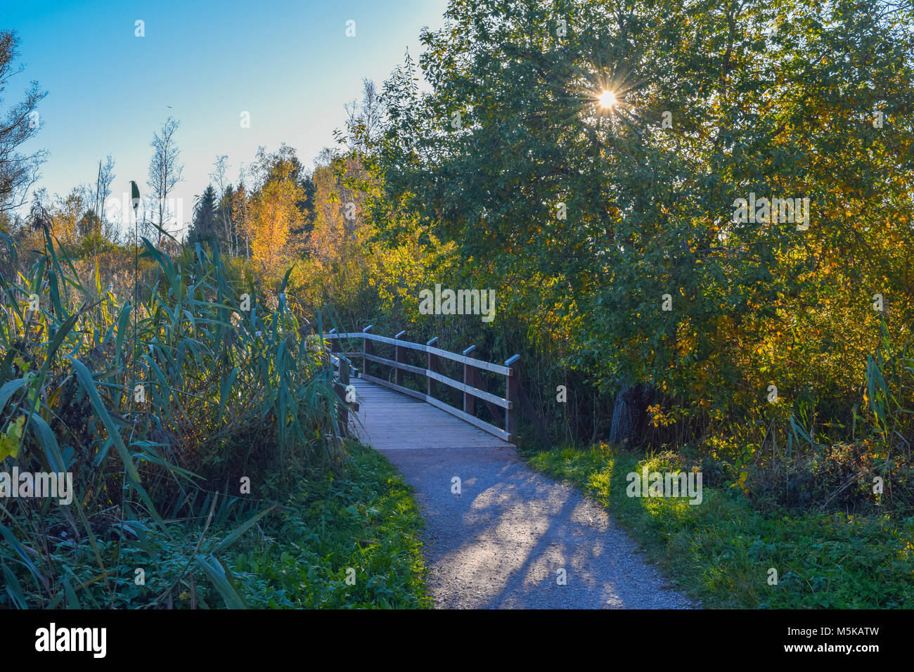Wooden bridge in front of blue sky, sun shining through trees ...