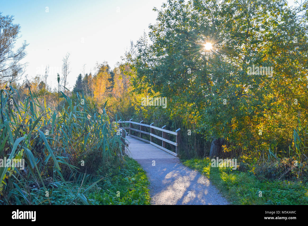 Wooden bridge in front of blue sky, sun shining through trees ...