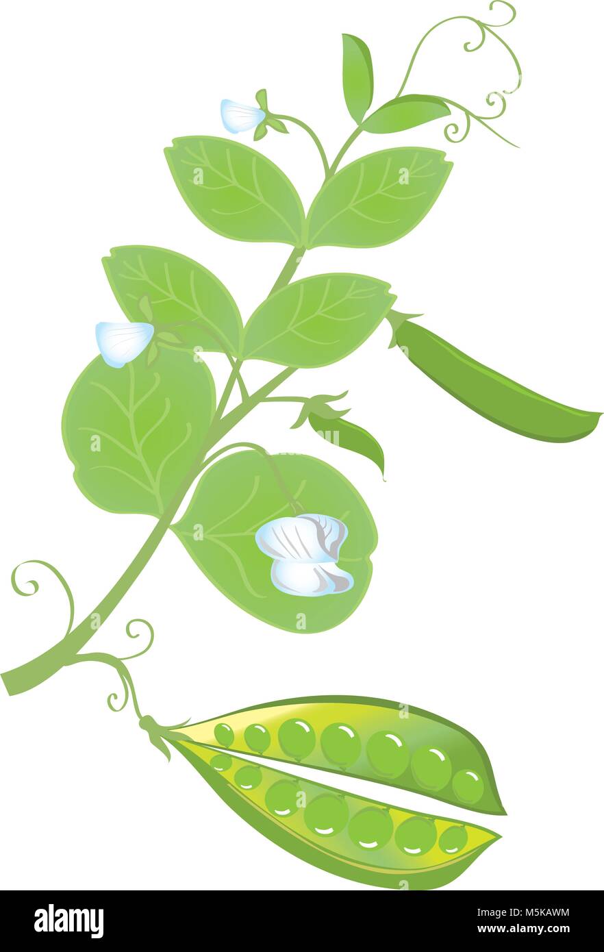 Climbing sweet peas Stock Vector Images - Alamy