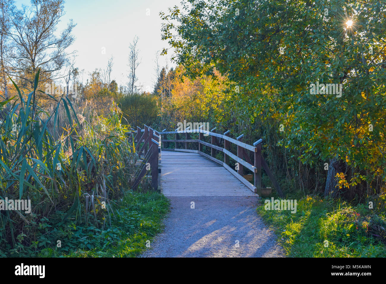 Wooden bridge in front of blue sky, sun shining through trees ...