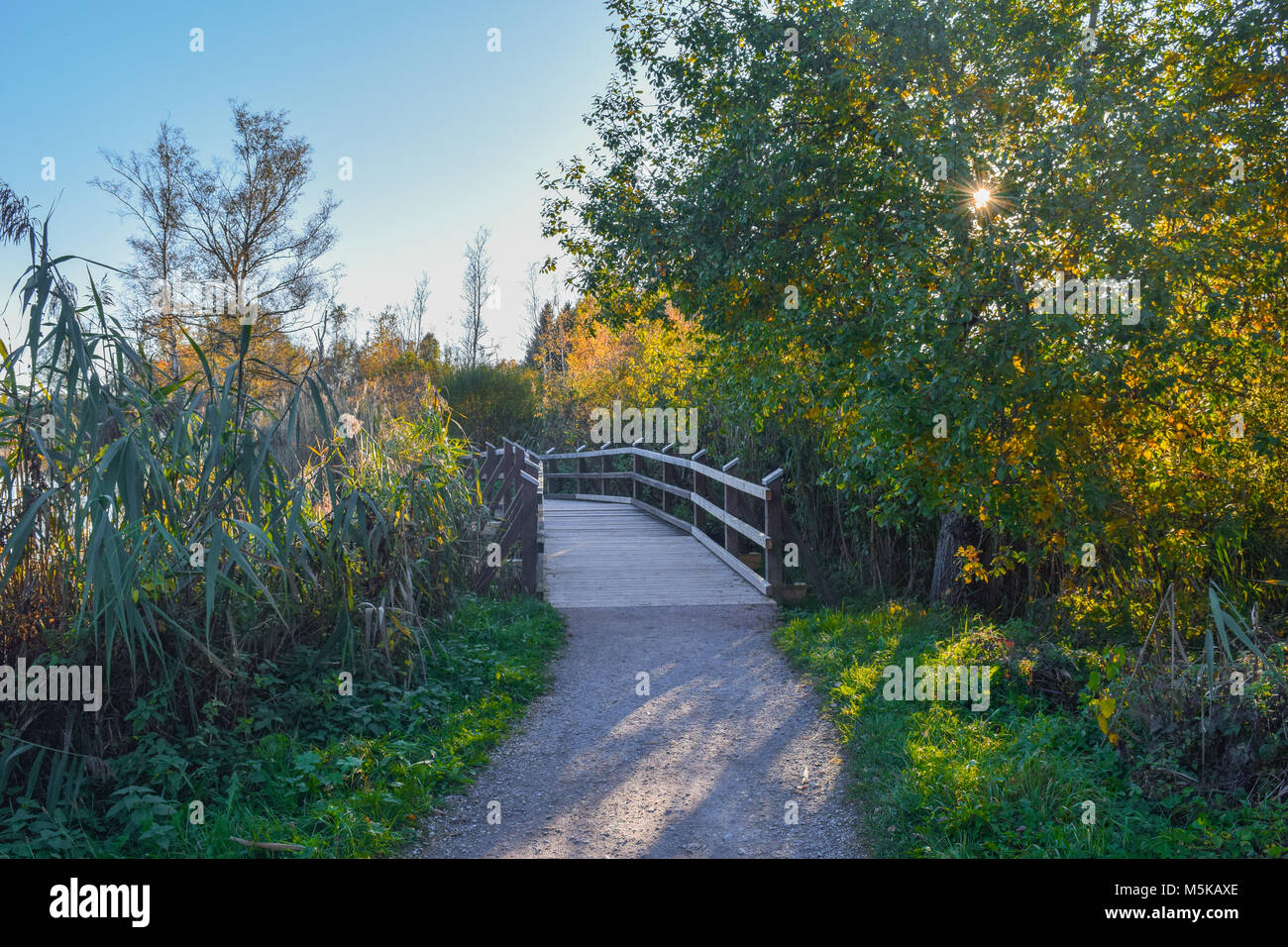 Wooden bridge in front of blue sky, sun shining through trees ...