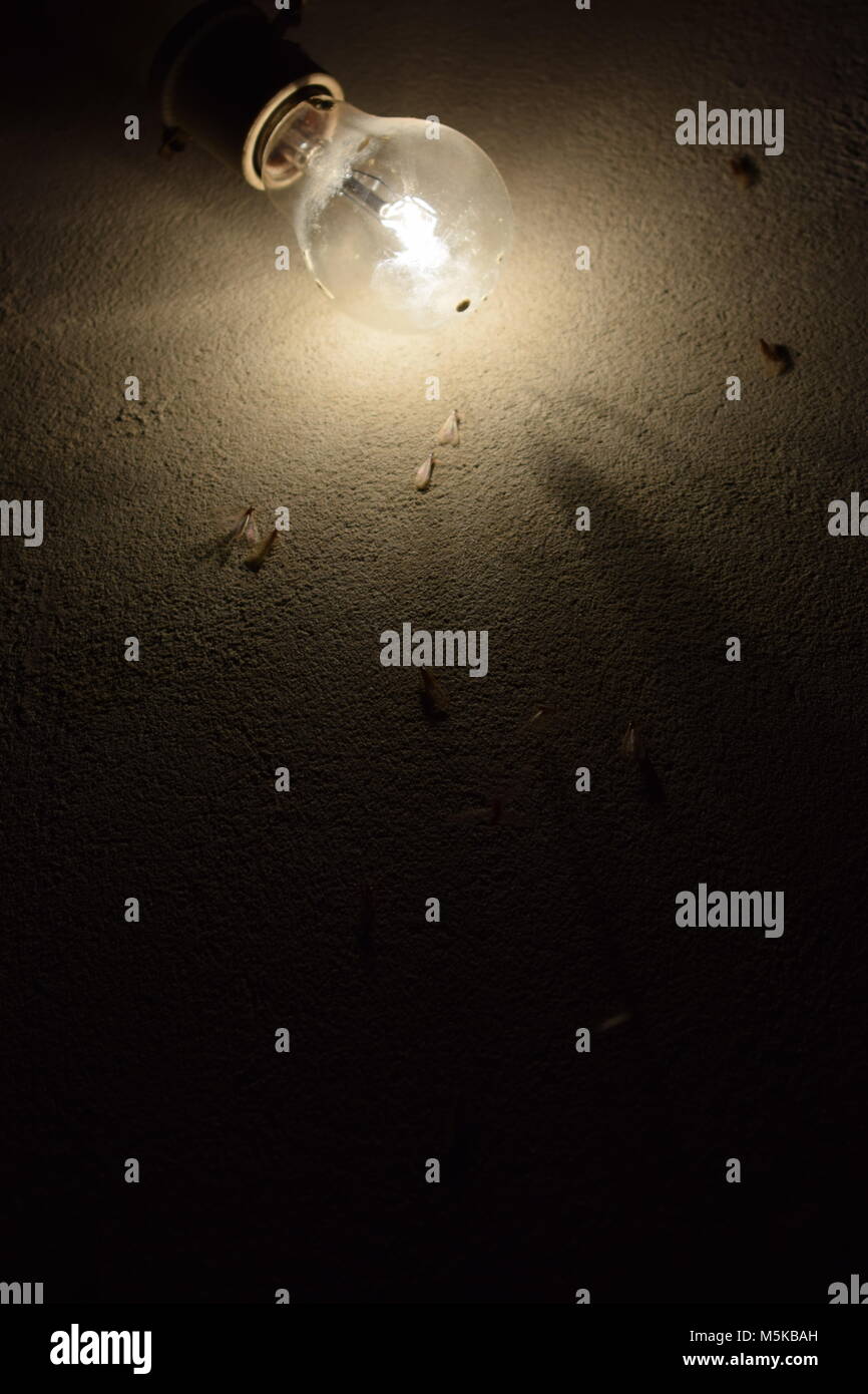 Lamp and insects hi-res stock photography and images - Alamy