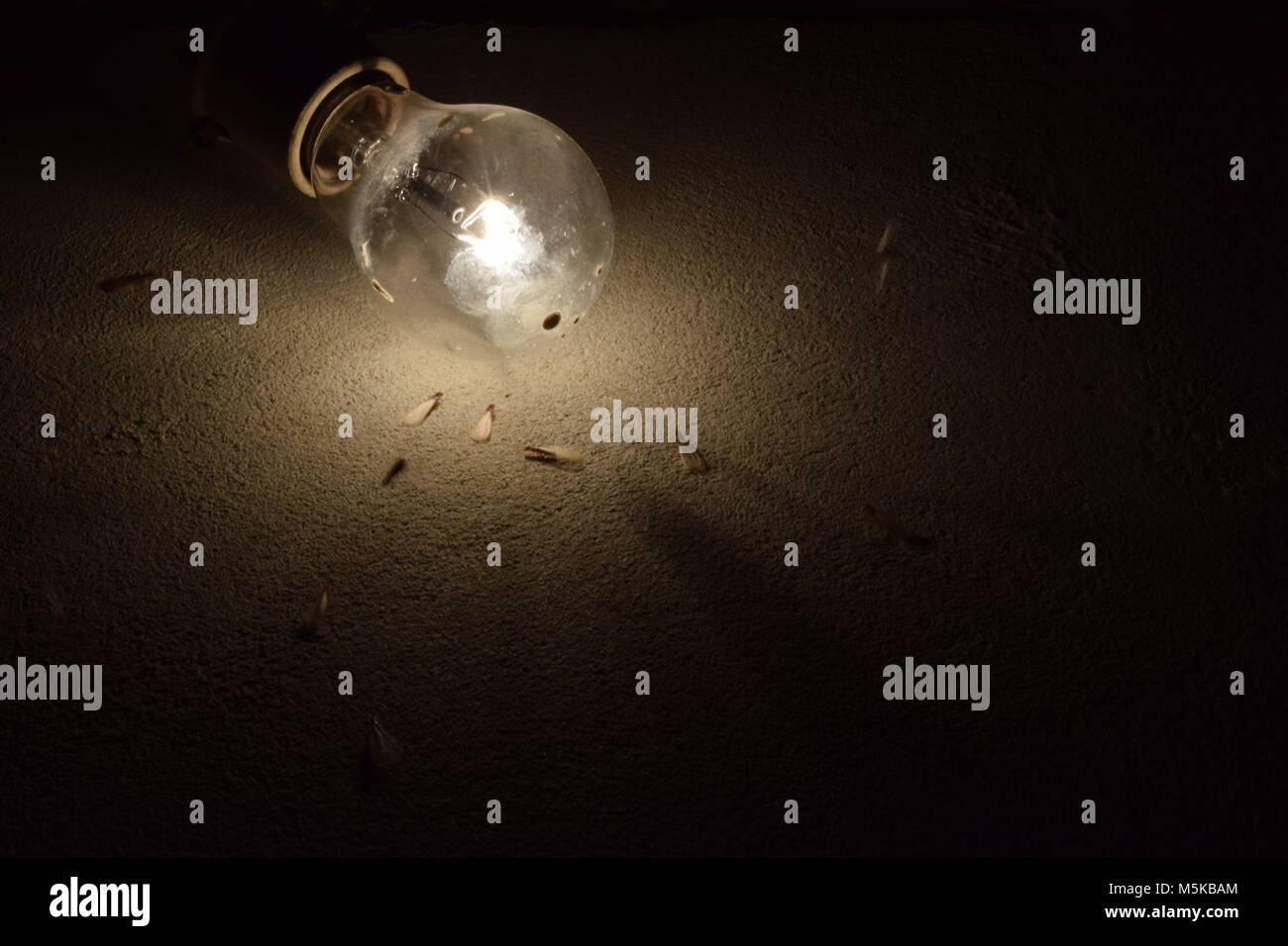 Insects that make light hi-res stock photography and images - Alamy