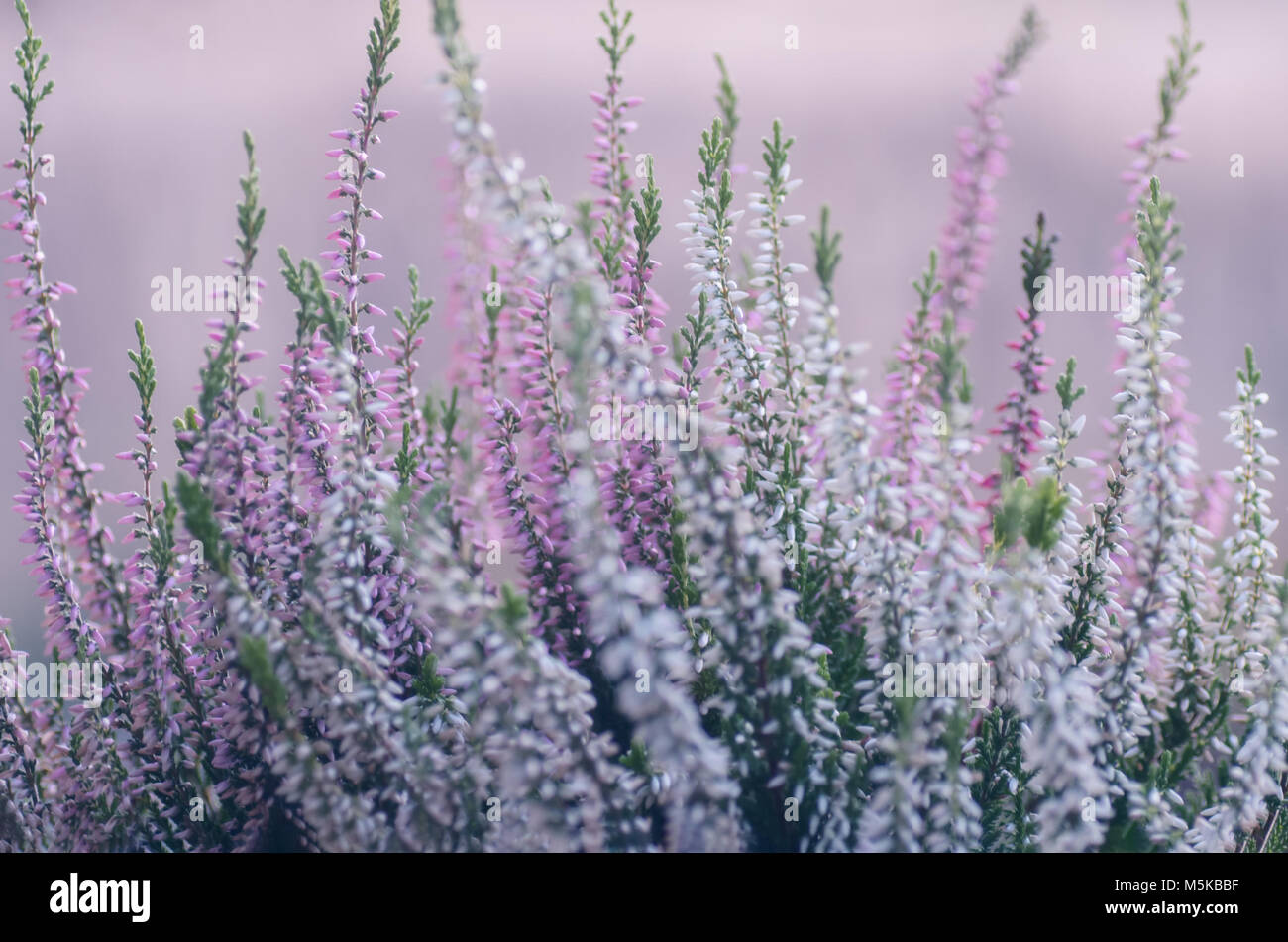 blooming heather in the summer garden Stock Photo - Alamy
