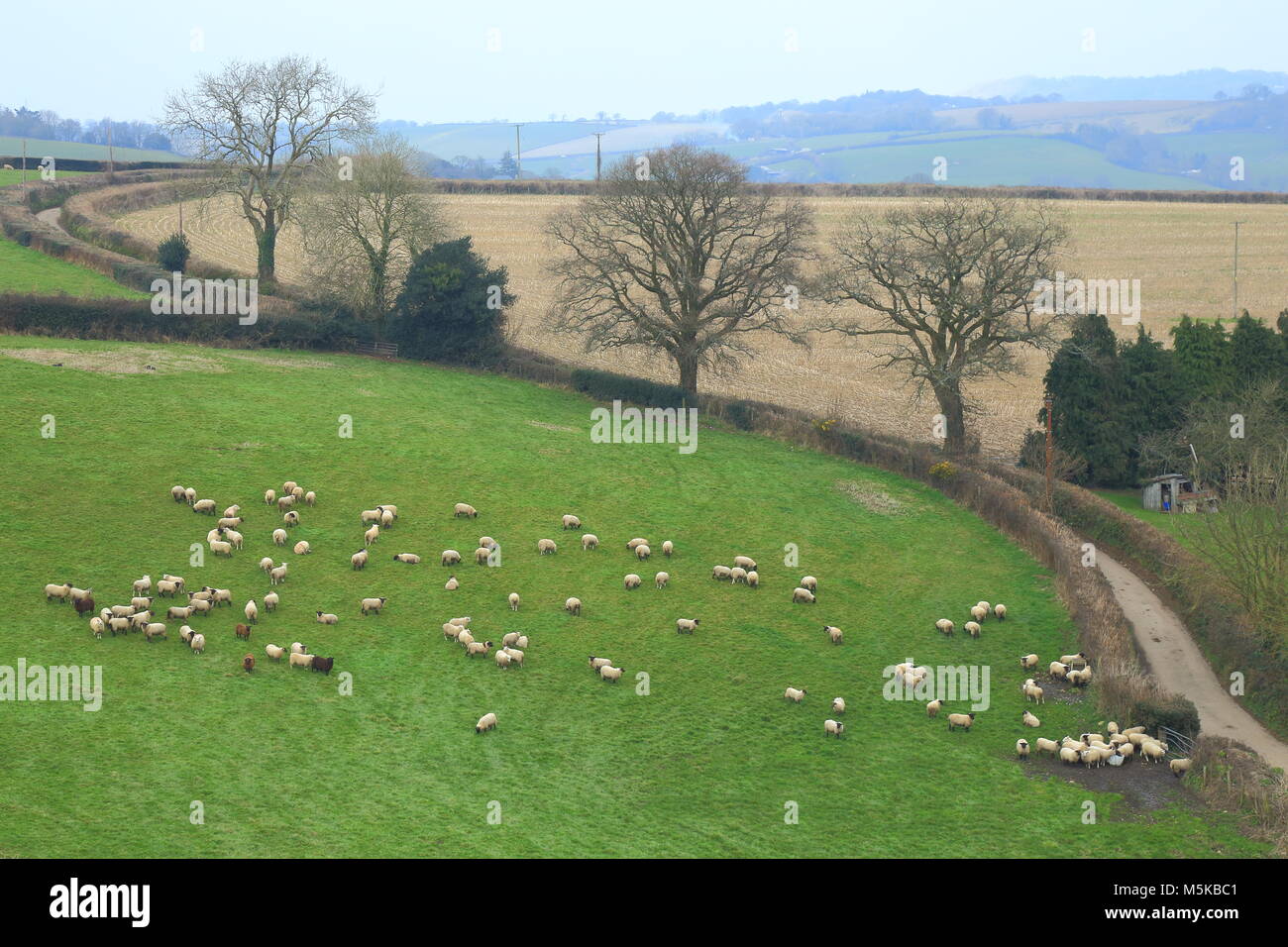 Flock of sheep graze on the farmland in East Devon Area of Outstanding ...
