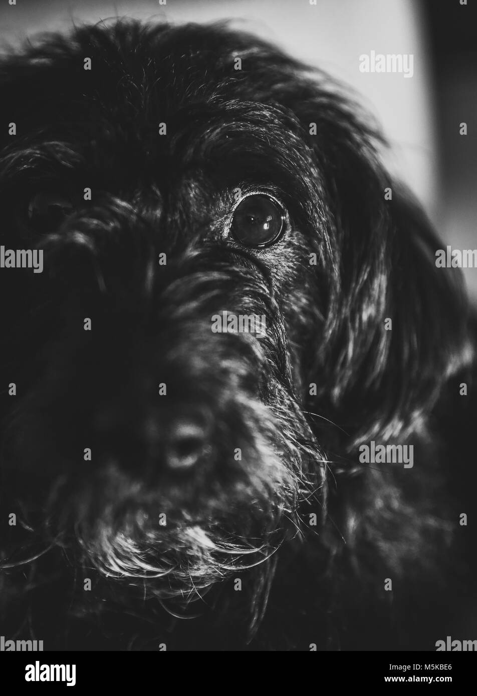Black Dog Face Detail Stock Photo - Alamy