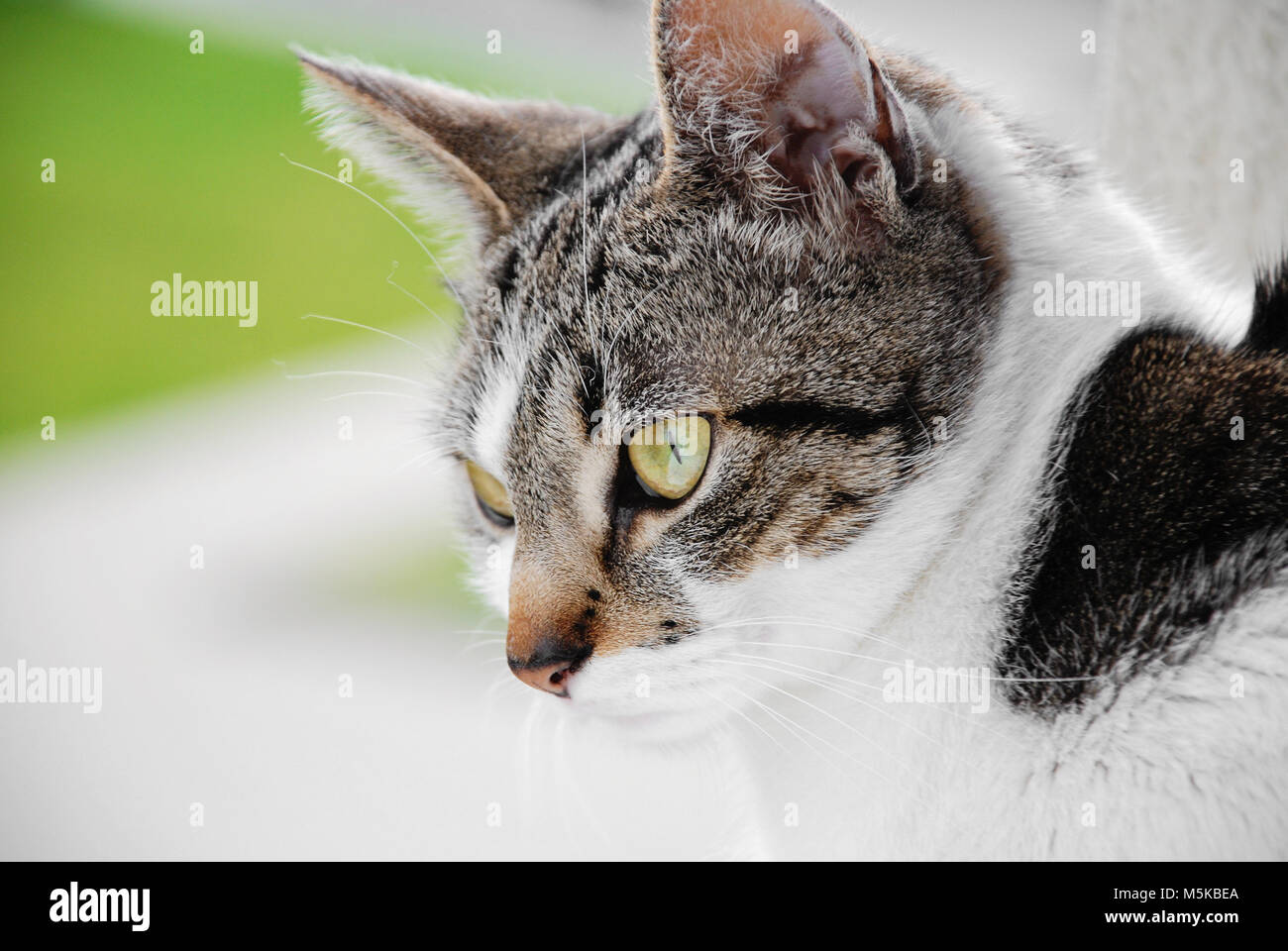 Cat headshot hi-res stock photography and images - Alamy