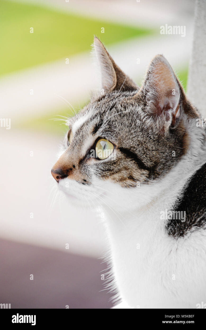 Cat Headshot Detail Vertical Stock Photo - Alamy