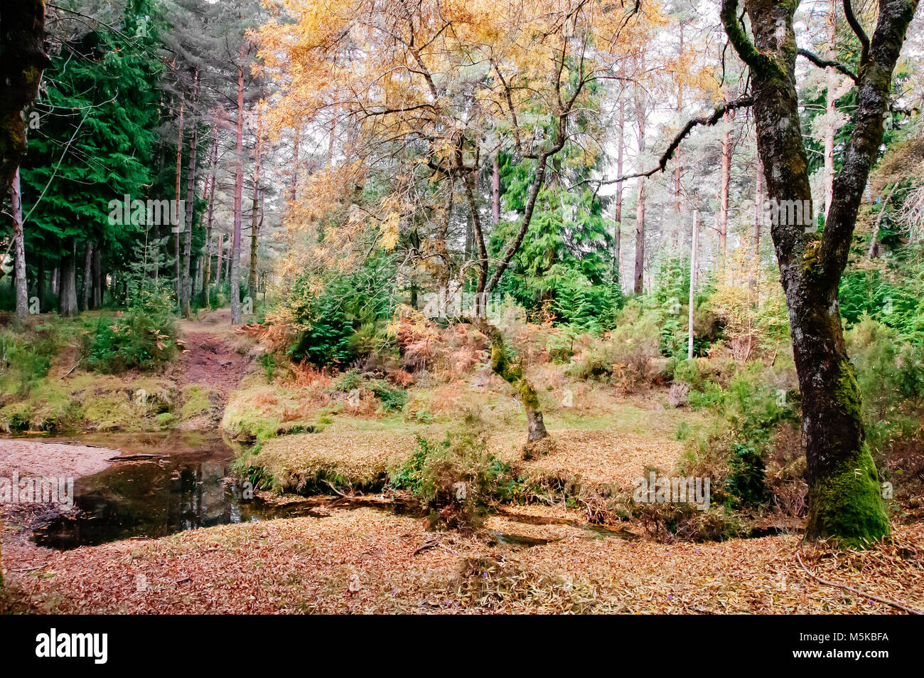 Autumn Forest Landscape Stock Photo - Alamy