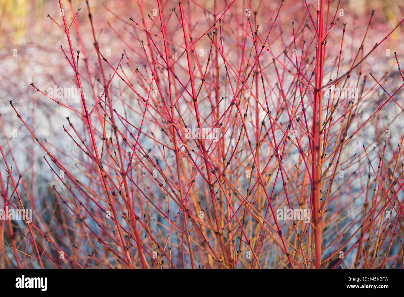 Midwinter fire cornus sanguinea hi-res stock photography and images - Alamy
