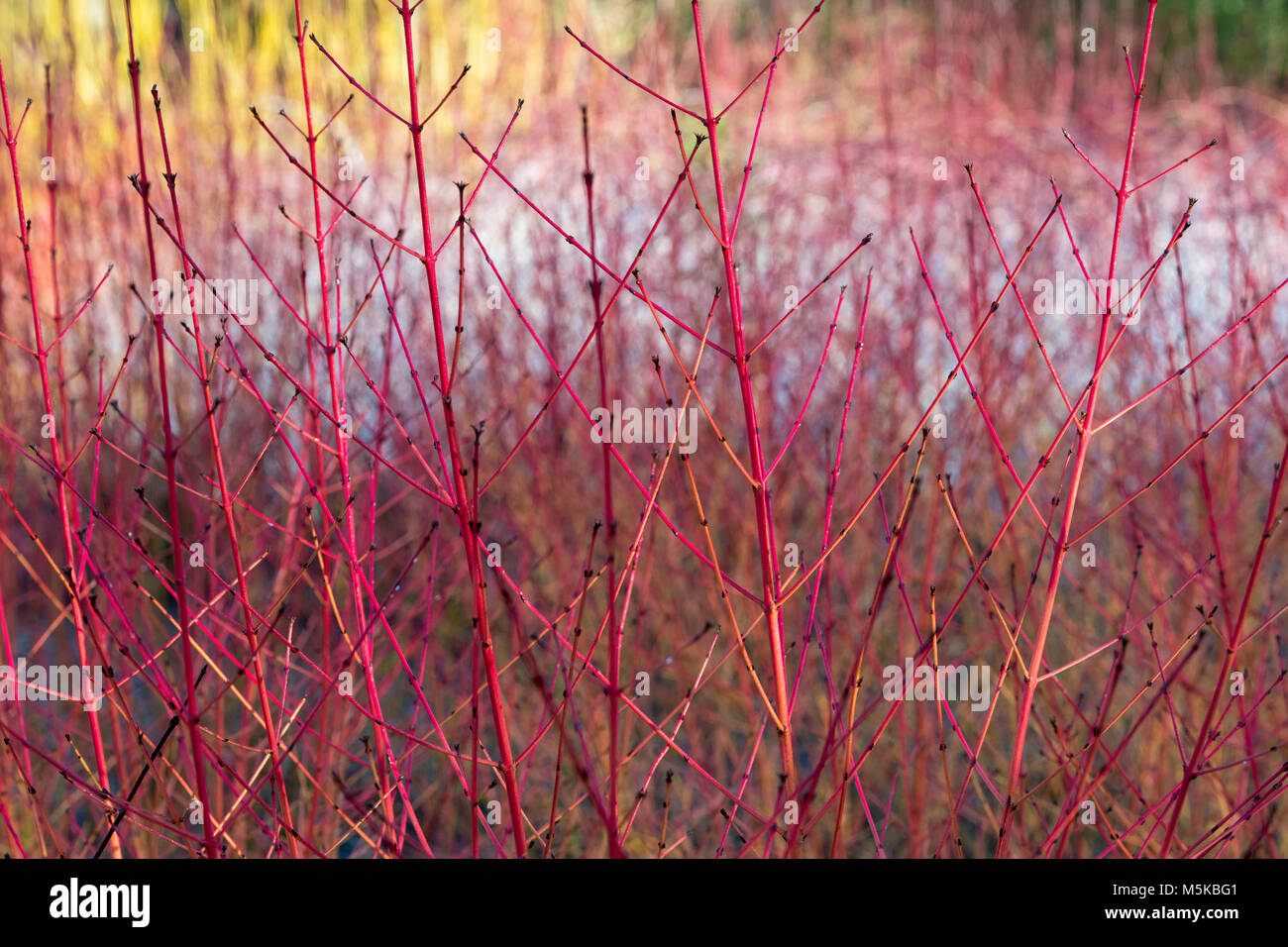 Midwinter fire cornus sanguinea hi-res stock photography and images - Alamy
