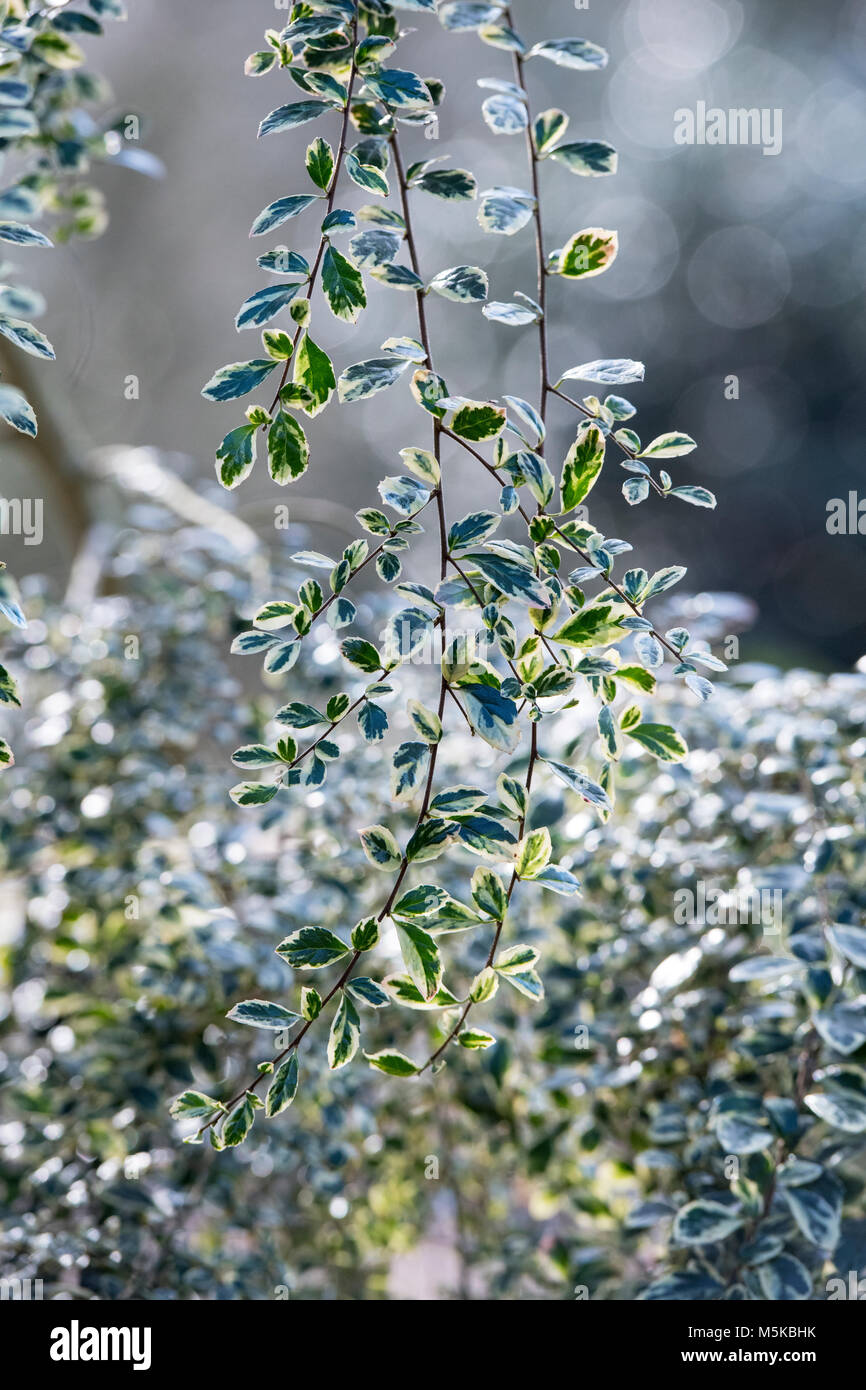 Azara microphylla 'Variegata’. Variegated box-leaf azara foliage in ...
