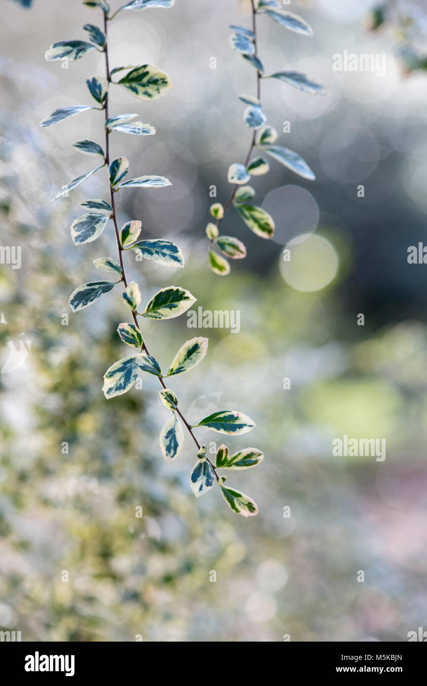Azara microphylla 'Variegata’. Variegated box-leaf azara foliage in ...